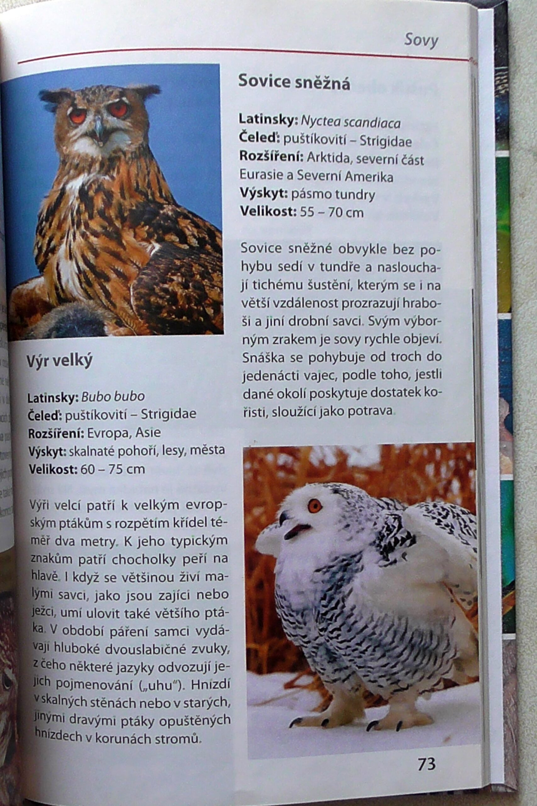 Ptactvo – poznáváme a určujeme – Antik doma